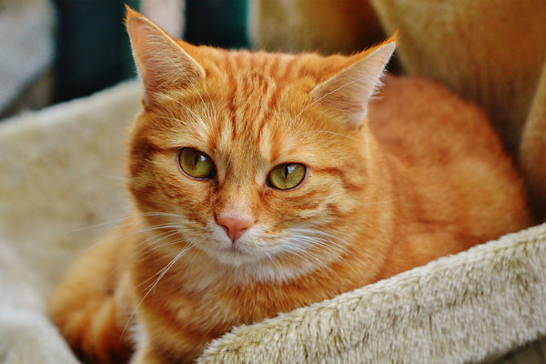 Naučnici su, napokon, objasnili kako nam mačke produžavaju život – Haber.ba