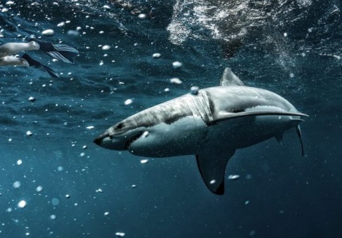 Novi detalji napada ajkule na luksuznom ostvru: Evo zašto je došla do ...