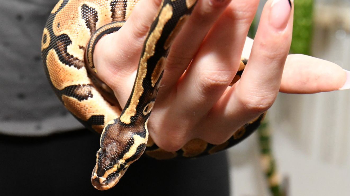 Najezda divljih pitona: Ima ih na hiljade, ko ih najviše ulovi dobit će ...