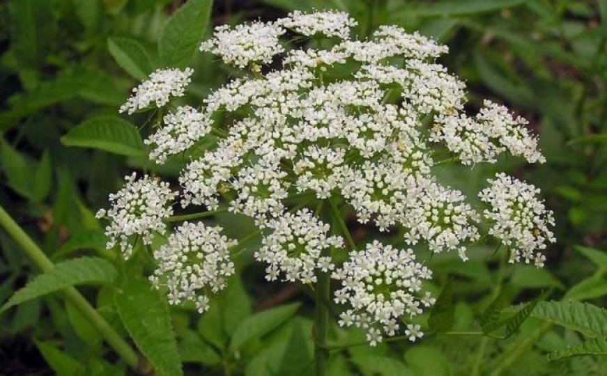 Ovu biljku ste vjerovatno već vidjeli u blizini svog vrta, ali znate li ...