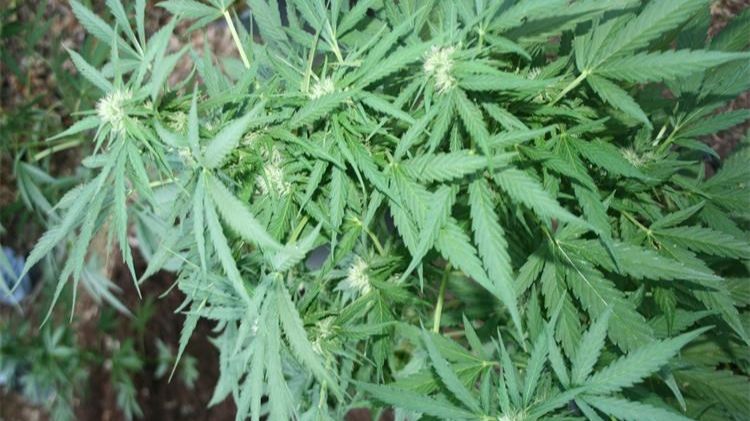 Ekstrakt kanabisa ubija stanice smrtonosnog raka kože – Haber.ba