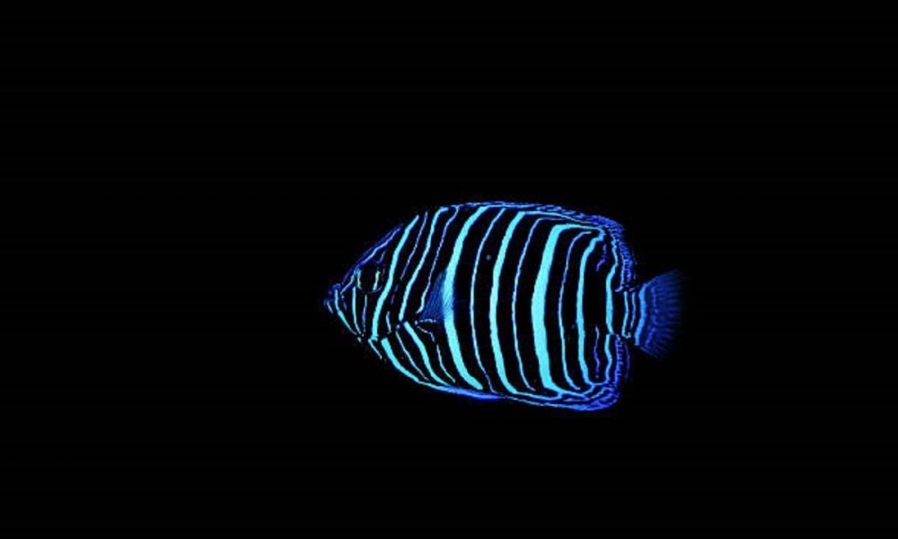 Robotska riba zvana Eva krstari švajcarskim jezerom – Haber.ba